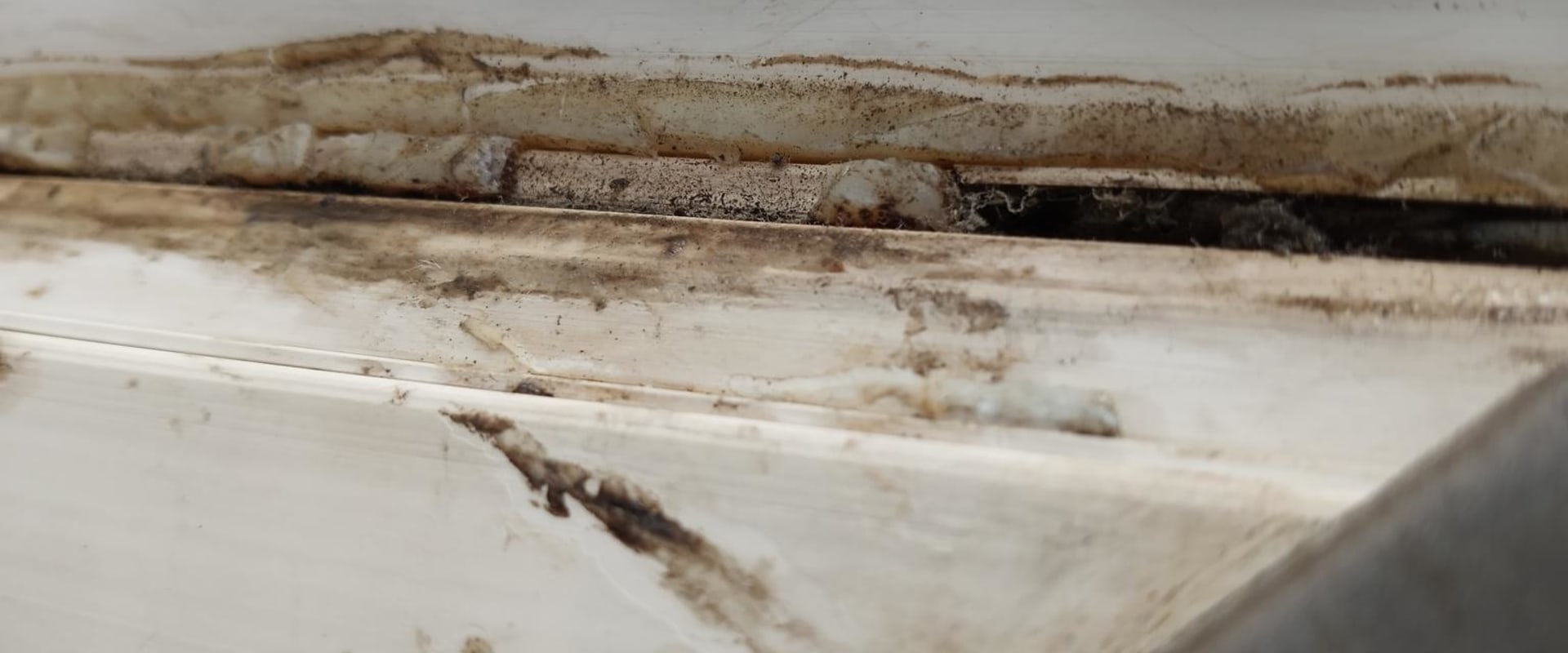 Testing for Airborne Basement Mold Spores