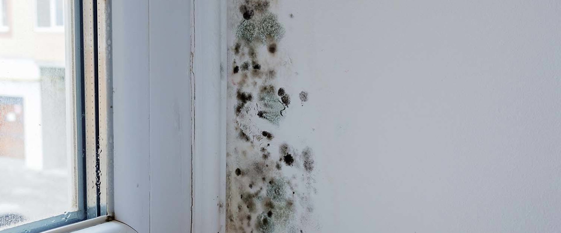 Local Mold Remediation